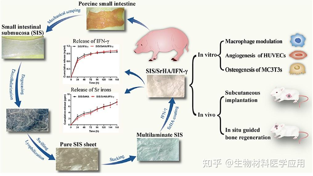SrHA/IFNγ修饰SIS-dECM膜通过免疫调节促进血管化和原位骨再生 - 知乎
