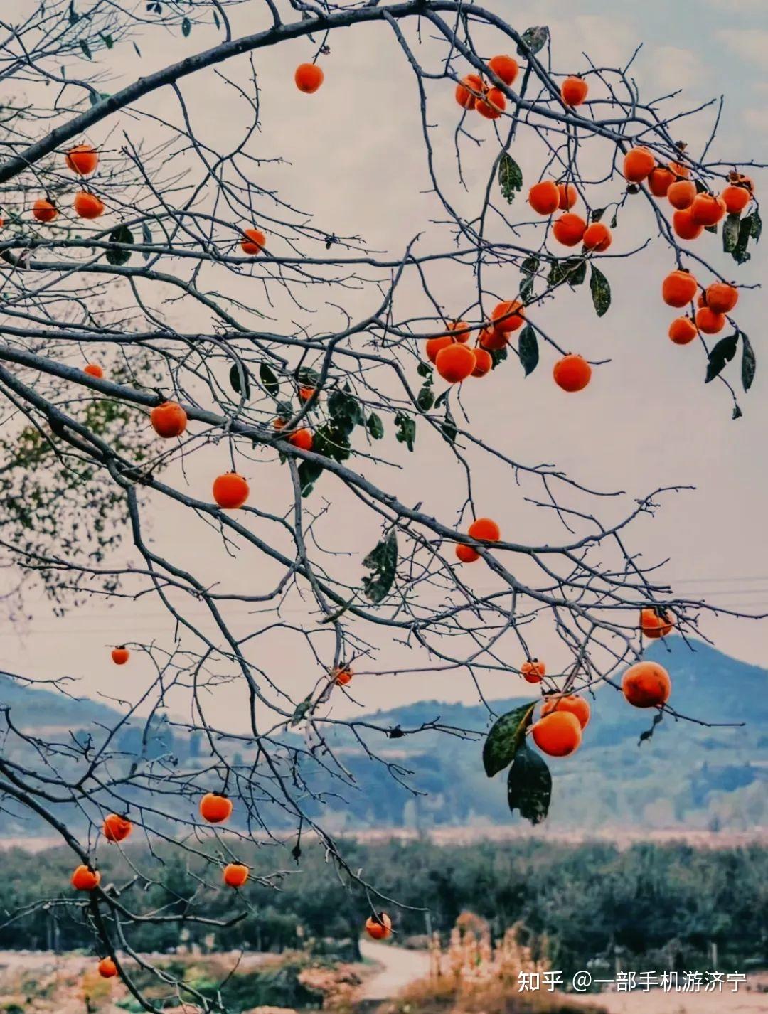 喜柿连连 见柿如意，快来泗水龙湾湖摘柿子吧 - 知乎