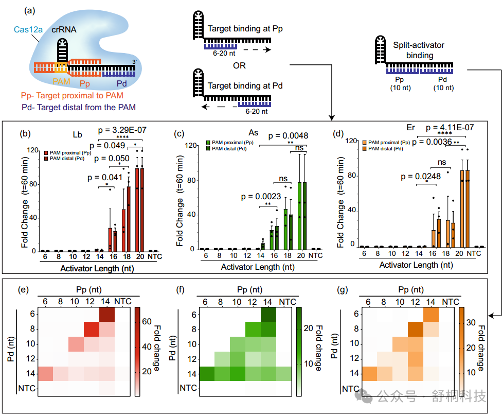 CRISPR诊断新突破：Cas12a可直接检测RNA！ - 知乎