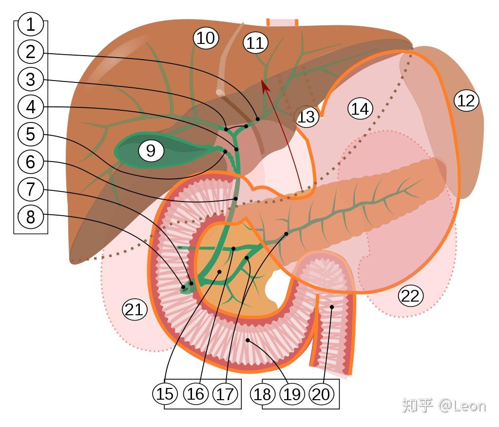 胆总管 Common bile duct - 知乎