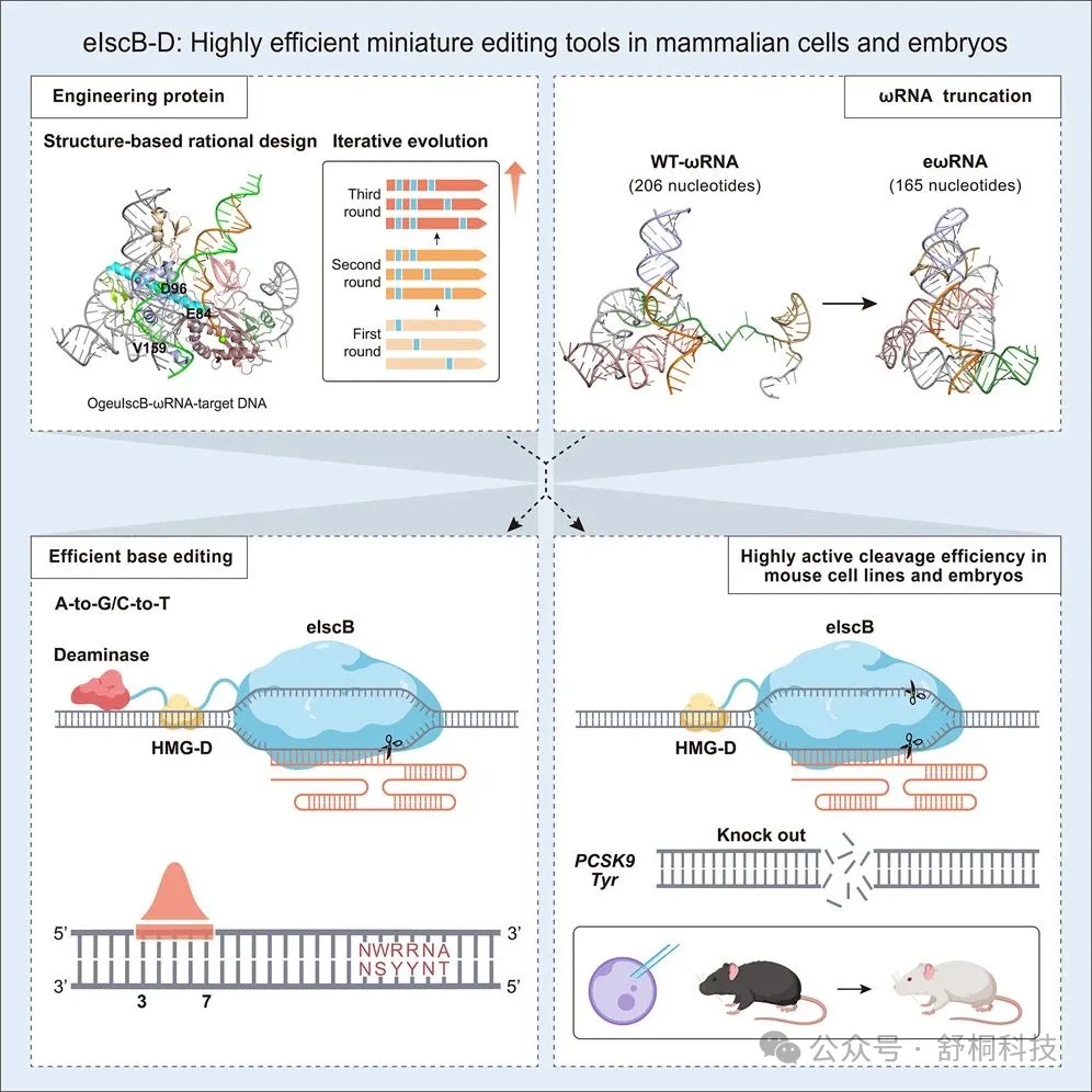 基因编辑新工具：IscB蛋白——探索生命奥秘的小型化利器 - 知乎