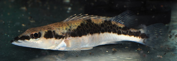 原生鱖(guì)鱼科普，这一次是真的香！ - 知乎