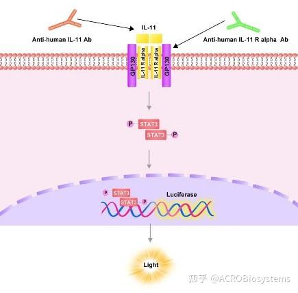 IL-11，纤维化疾病的真正元凶，被忽略的癌症潜力靶点 - 知乎
