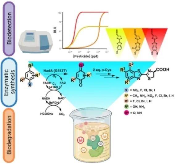 【Angew.Chem.Int.Ed】荧光酶级联荧光素合成和农药检测 - 知乎