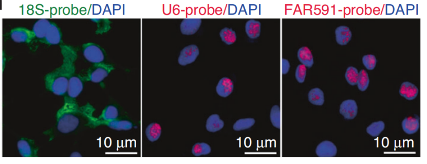 国自然热点：LncRNA的分子机制研究方法 - 知乎