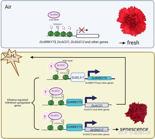 Plant Physiology | 华中农业大学张帆课题组揭示组蛋白H3K4甲基转移酶DcATX1调控乙烯诱导的康乃馨花瓣衰老的分子机制 - 知乎