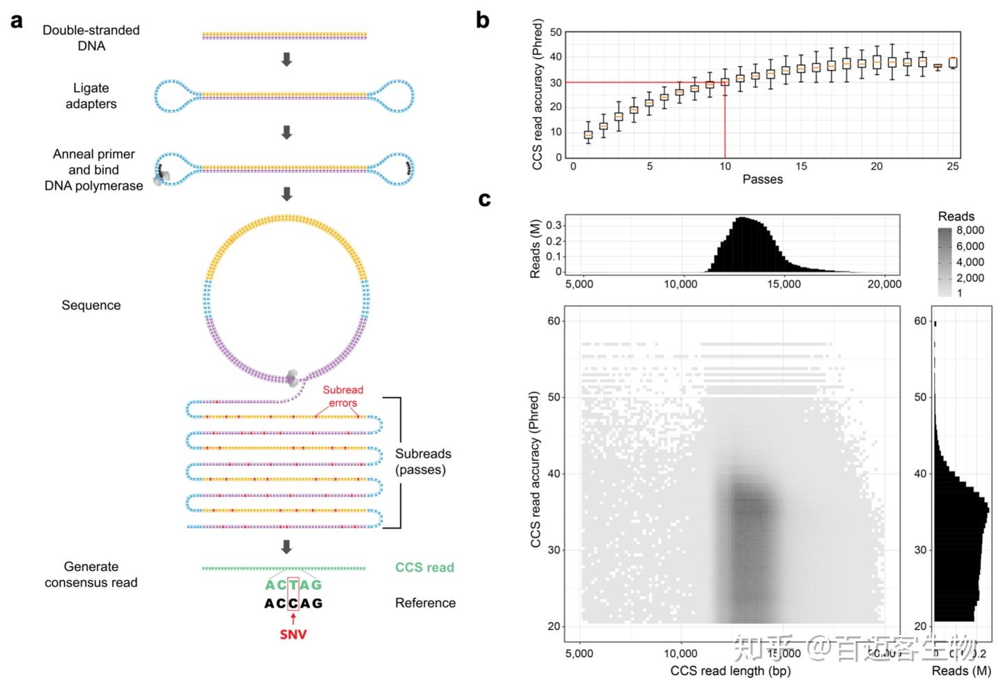 大型基因组(Large Genome Size)研究策略与思路 - 知乎