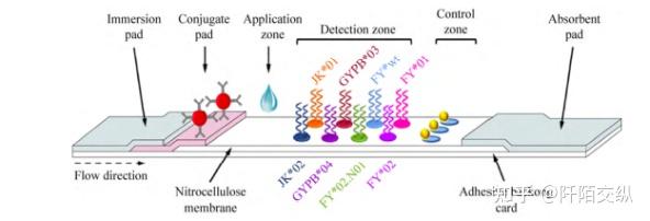 多重PCR技术解析与分享 - 知乎