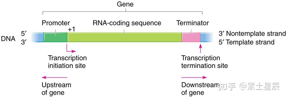 启动子的定义其如何发挥功能？ - 知乎