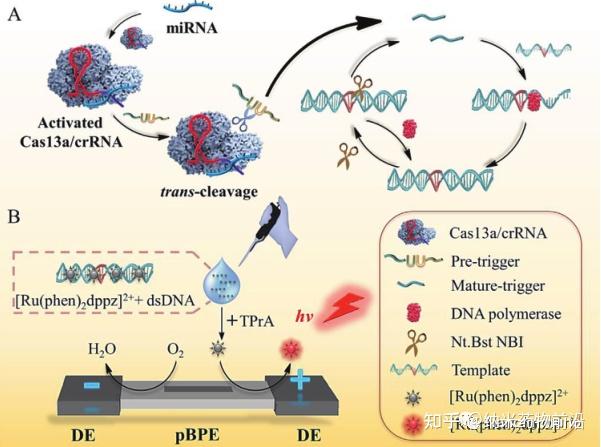 邢达Adv Sci：基于CRISPR / Cas13a的便携式电化学发光芯片用于miRNA检测 - 知乎