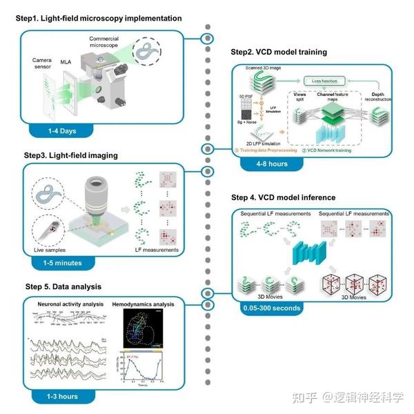STAR Protocols︱华中科技大学费鹏团队发表用深度学习光场荧光显微镜技术实现活体样本的超快速高分辨三维成像的实验方案 - 知乎
