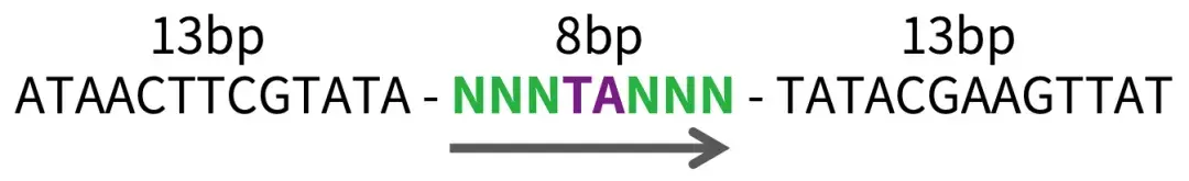 一文搞懂Cre-loxP条件性基因编辑 - 知乎