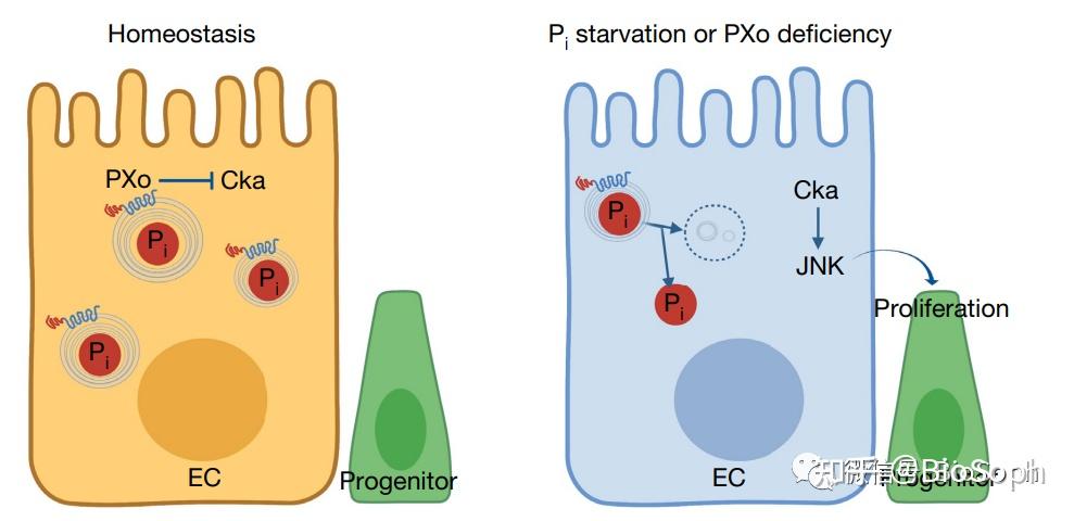 科学家发现一种新型细胞器---PXo小体 - 知乎
