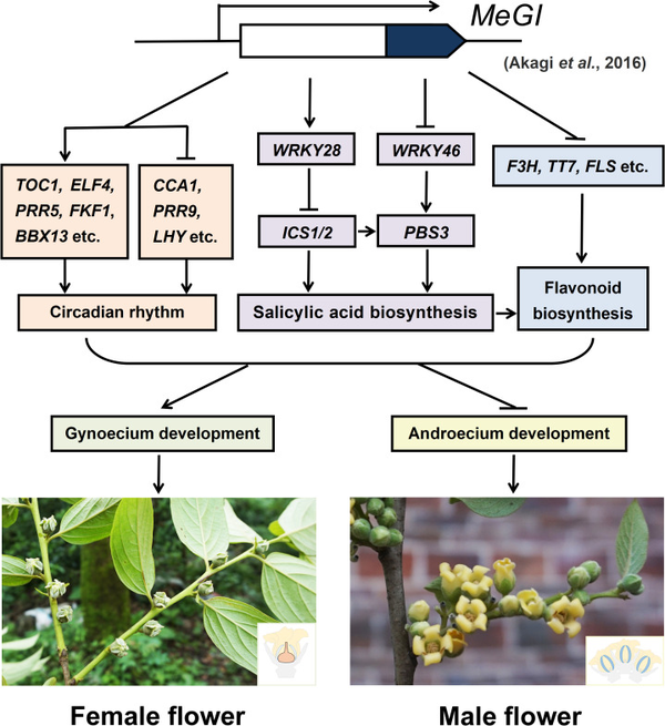 项目文章 | ChIP-seq、DAP-seq和全转录组联合分析探究油柿MeGI转录因子的调控机制 - 知乎