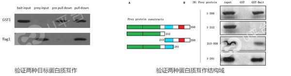 GST pull-down实验原理及常见结果影响因素 - 知乎