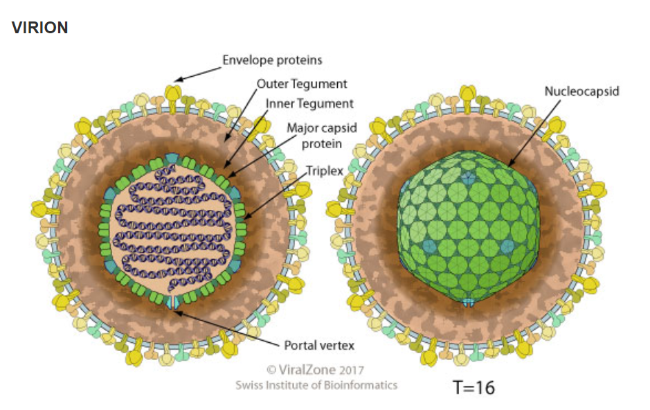 引发百亿市场争夺战的带状疱疹病毒（VZV）到底是何方神圣？ - 知乎
