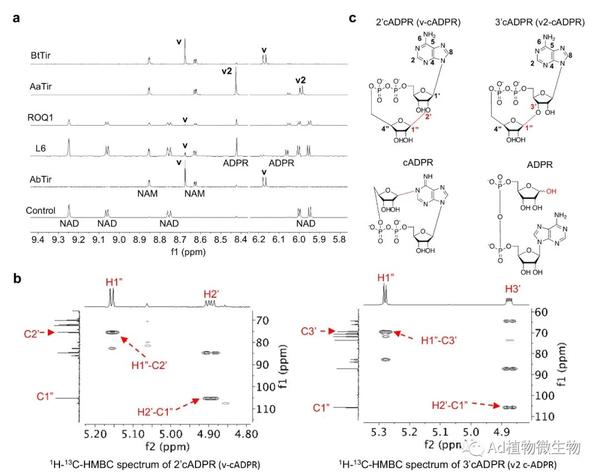 Science | 研究揭示抑制植物免疫的信号分子！ - 知乎