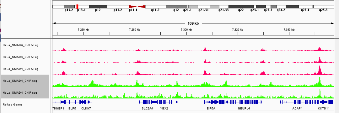 一文读懂 | 染色质表观遗传学研究利器_CUT&Tag - 知乎