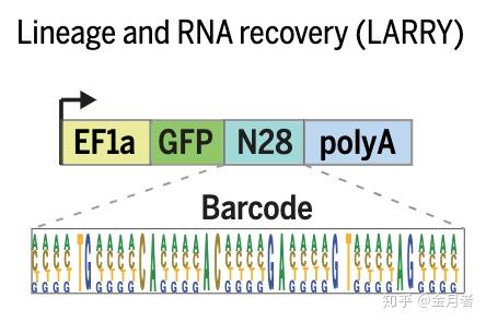 Lineage tracing meets single-cell omics 分享 [1] - 知乎
