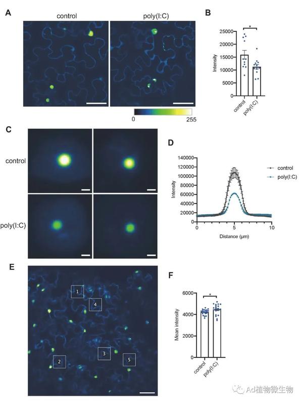 Plant Cell | 研究揭示植物免疫限制病原体侵染和被其“反击”抑制的机制！ - 知乎
