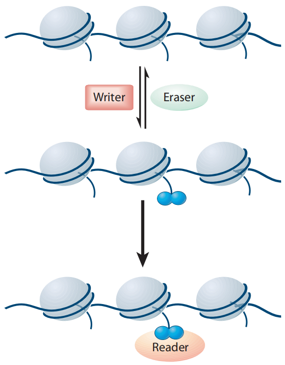 生命科学研究热点——组蛋白修饰 - 知乎