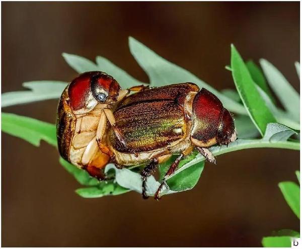 夏天的它们：认识夏虫（二） - 知乎