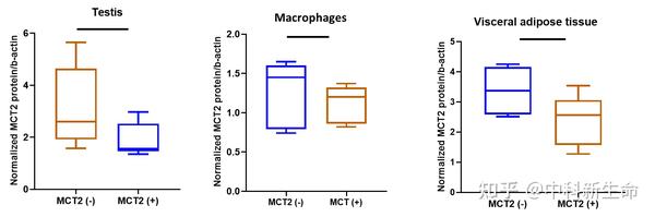 Int J Mol Sci｜多组学揭示MCT2限制肺癌小鼠模型中的肿瘤生长 - 知乎
