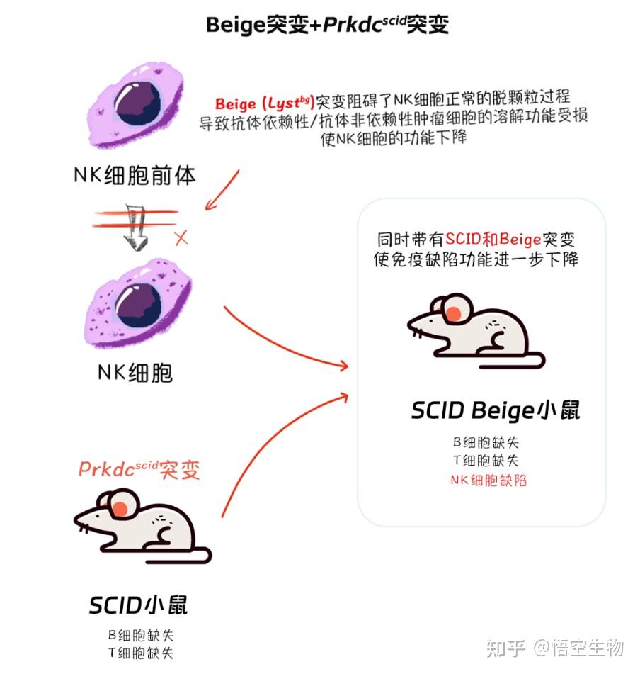 你了解免疫缺陷鼠吗？ - 知乎