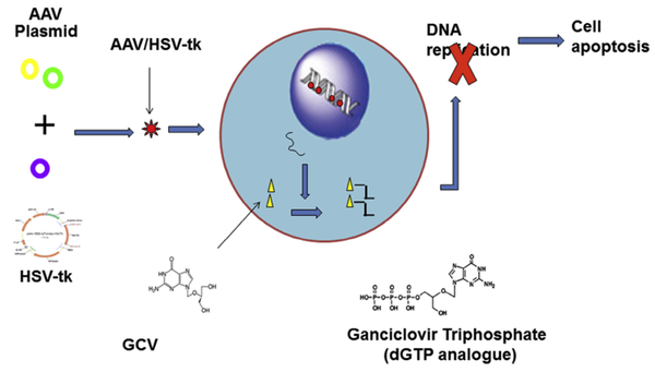 AAV在治疗肿瘤疾病方面的应用 - 知乎