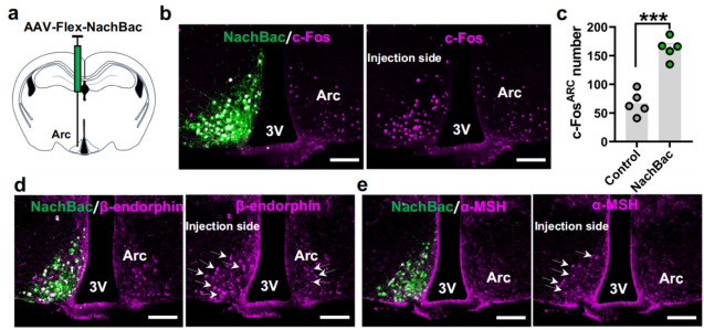 小布解读 | NaChBac＆Kir2.1在神经环路功能研究中的应用 - 知乎