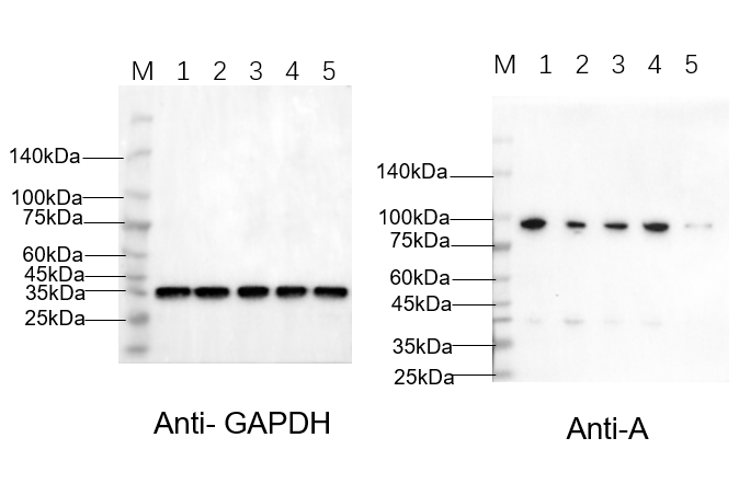 从零开始，手把手教你WB实验全过程 - 知乎