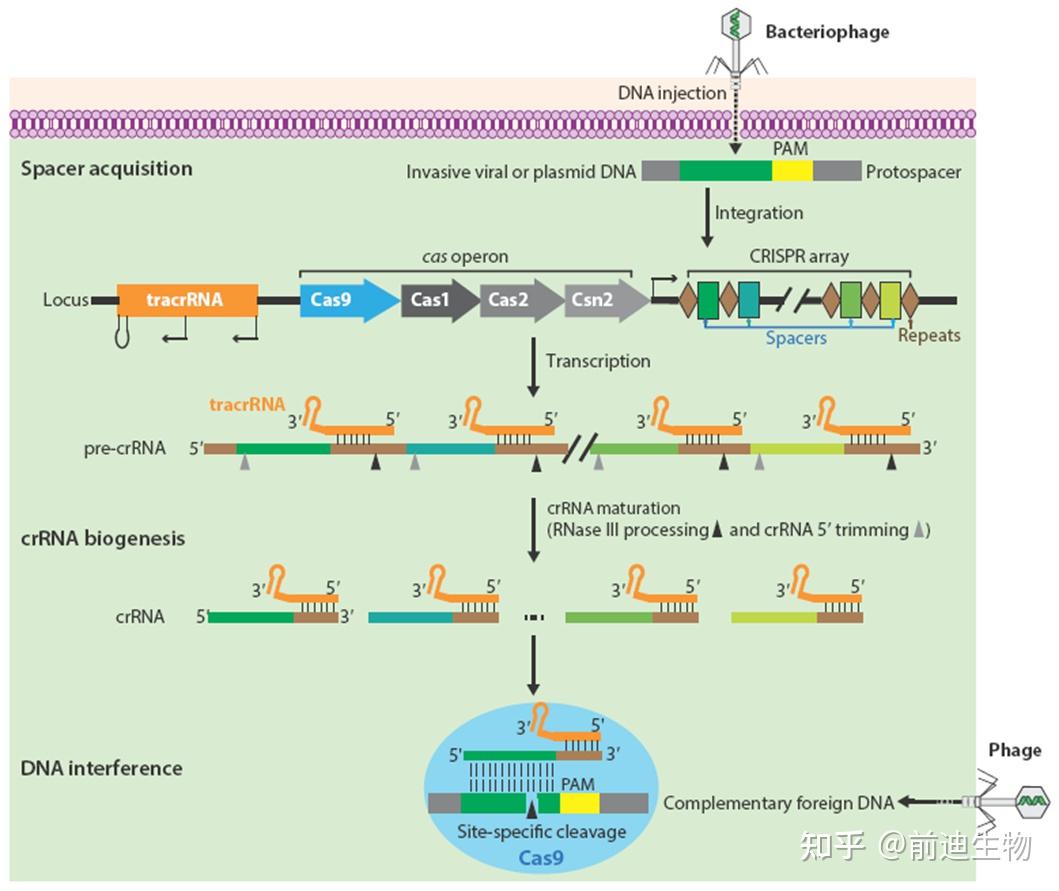 SHERLOCK技术简介 - 知乎