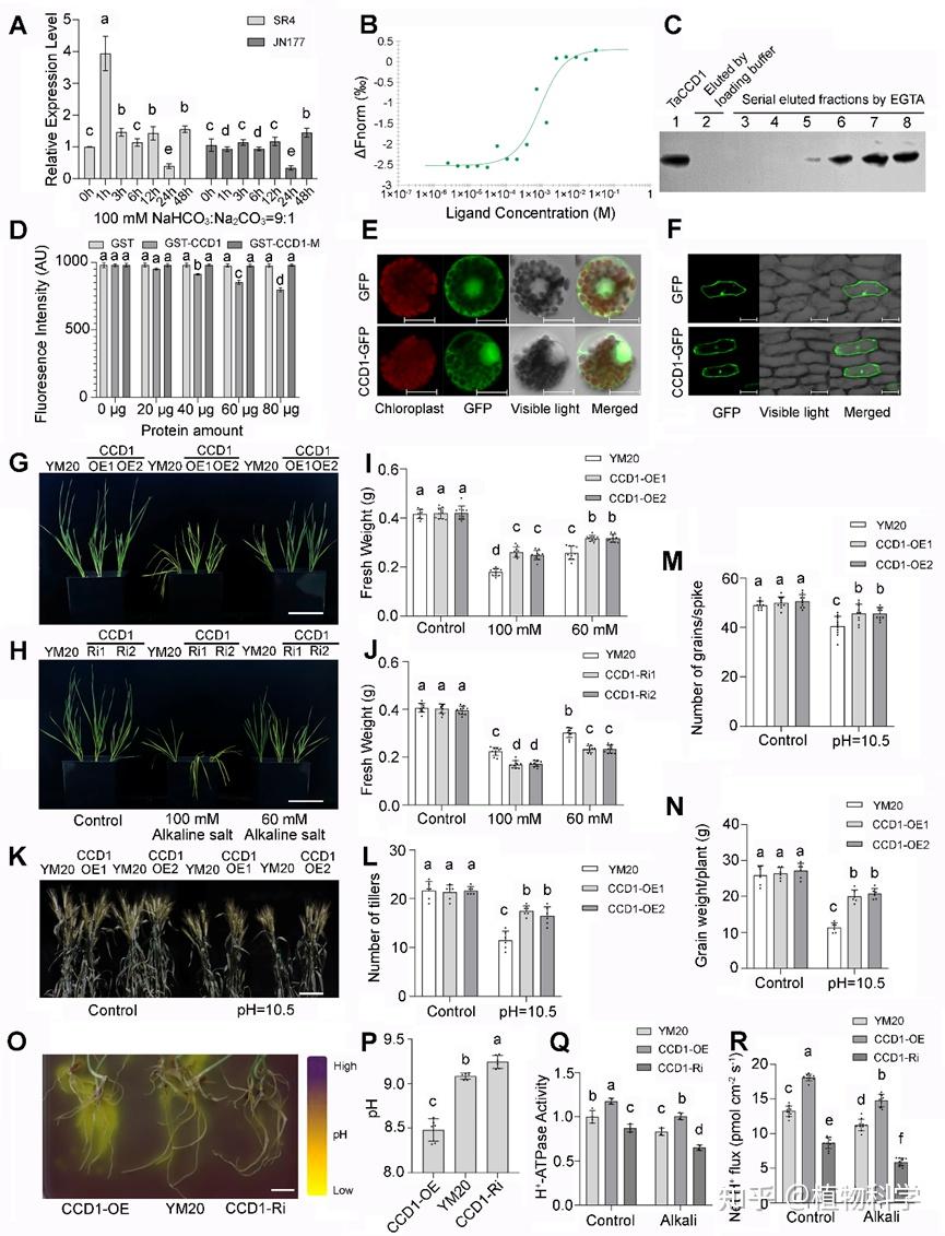 Mol Plant | 山东大学刘树伟教授课题组解析TaCCD1调控小麦耐碱性分子机制 - 知乎