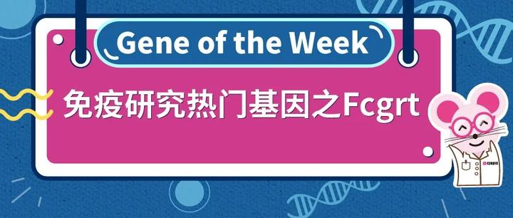 免疫研究热门基因之Fcgrt - 知乎