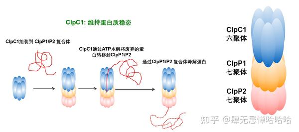 Clp proteolytic complex（Clp蛋白酶复合物） - 知乎