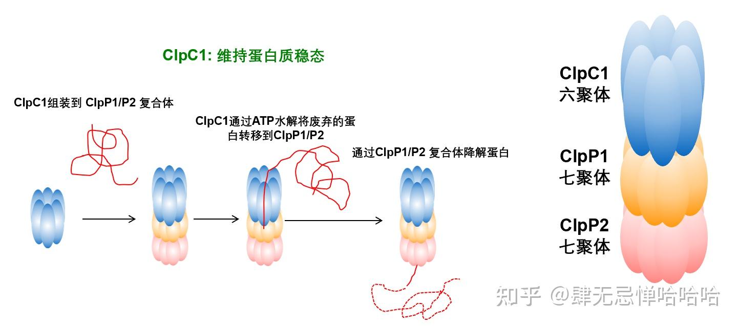 Clp proteolytic complex（Clp蛋白酶复合物） - 知乎