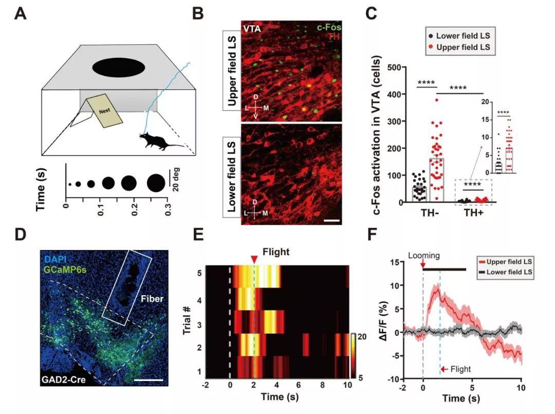 【客户文章】《Neuron》发现腹侧被盖区的GABA能神经元相关的神经环路介导基于视觉的本能防御反应 - 知乎