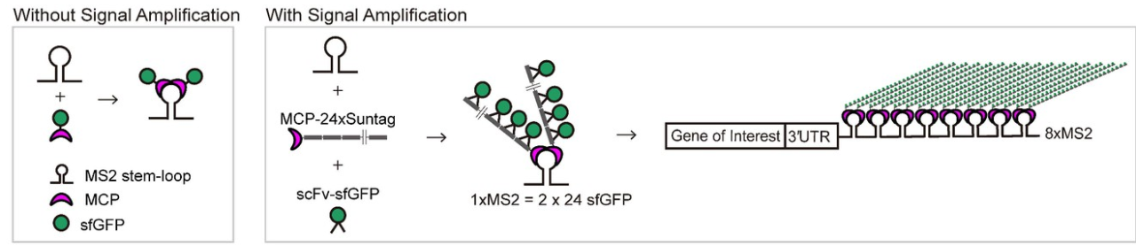 让RNA看得见的方法大全 - 知乎