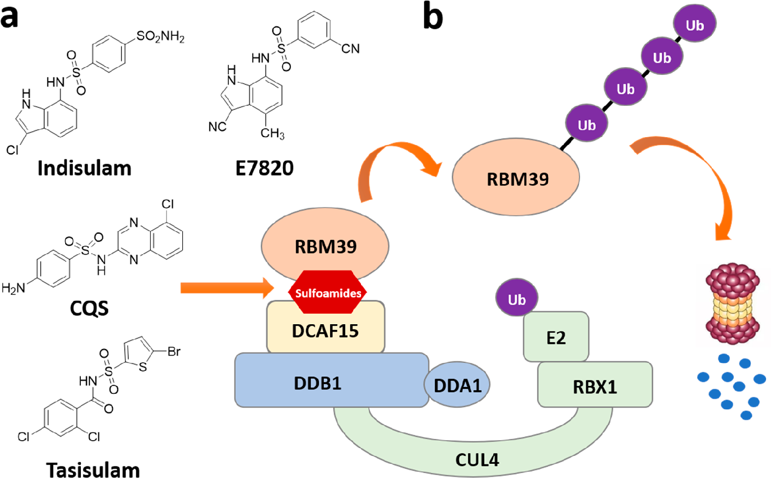 药物发现│靶向蛋白降解，除了PROTAC，还有啥？ - 知乎
