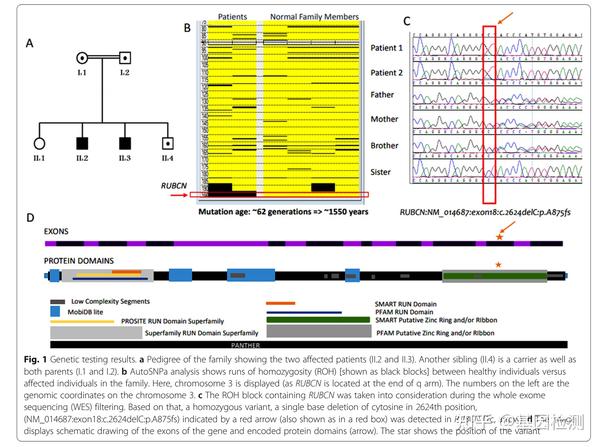 RUBCN基因总结 - 知乎