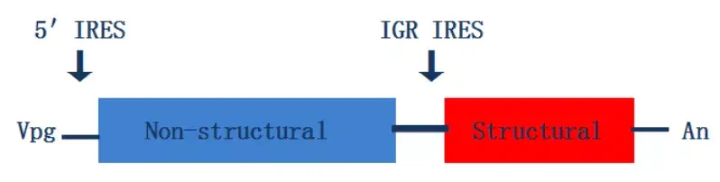 基因编辑重点元件IRES & 2A peptide - 知乎