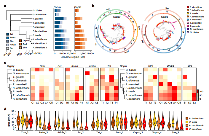 Nature Genetics | 首个松类单倍型基因组为其基因组进化和等位 基因失衡机制研究提供了新见解 - 知乎