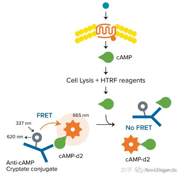 酶标仪的常用功能原理与应用介绍 - 知乎