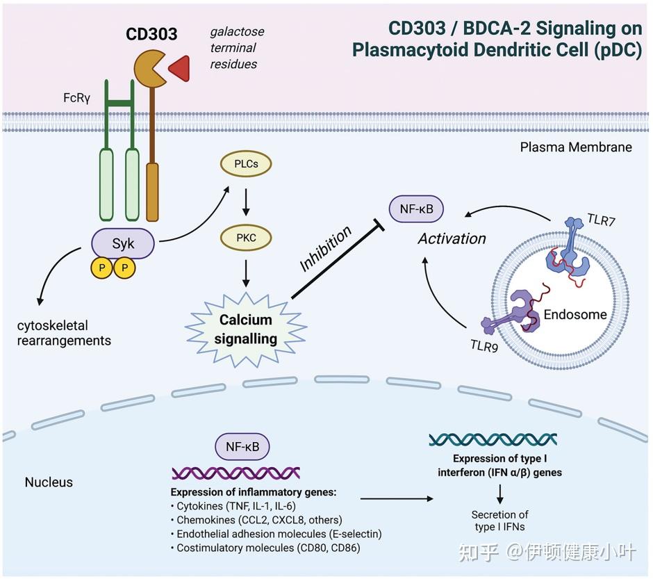 红斑狼疮新靶点——BDCA-2效果 - 知乎