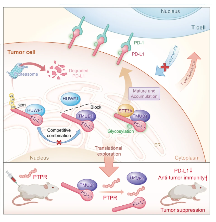 鹰谷靶点 | 动物实验疗效显著，TMUB1可能成为PD-L1通路的潜在免疫治疗新靶点 | Nature子刊 - 知乎