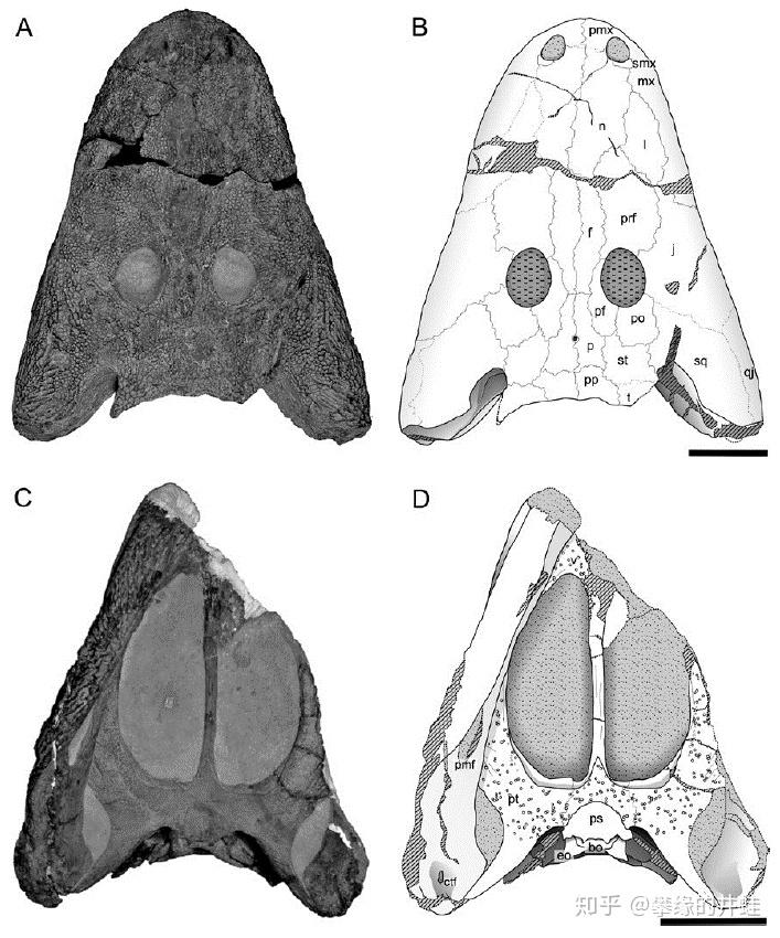 【地球演义】鲵皇 - 知乎