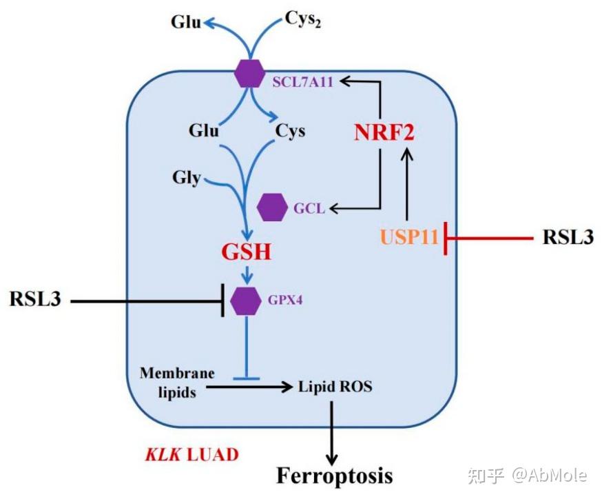 AbMole小课堂丨RSL3--铁死亡激动剂及其抗肿瘤研究 - 知乎