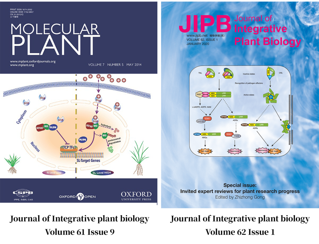 速！带你走进期刊封面的科学与艺术之美！ - 知乎
