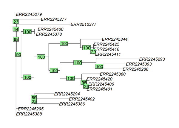 R包神器 | 系统发育和进化分析 - ape (一) - 知乎
