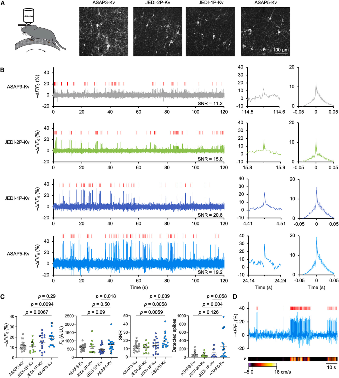 【新品推荐】升级版电压探针ASAP5——快速响应，精准捕捉单个突触事件 - 知乎